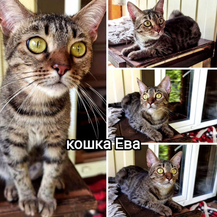Кошечка Ева ищет дом