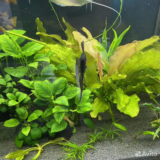 Эхинодорус Розе (Echinodorus rose)