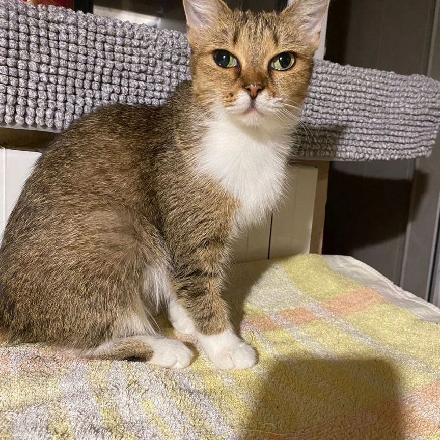 Кошечка ищет хозяина