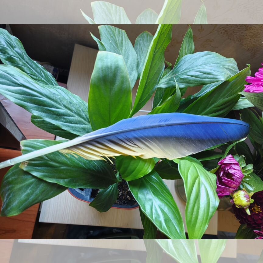 Перья попугая