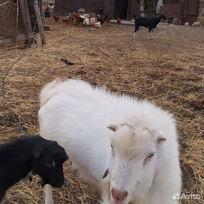 Порода коз Ламанча