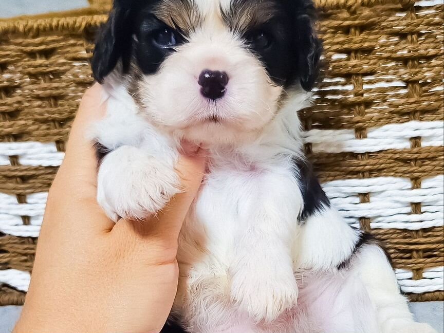 Кавалер кинг чарльз спаниель