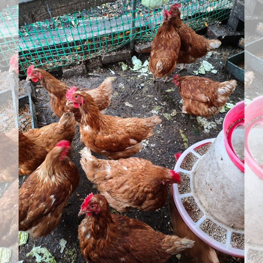 Куры несушки