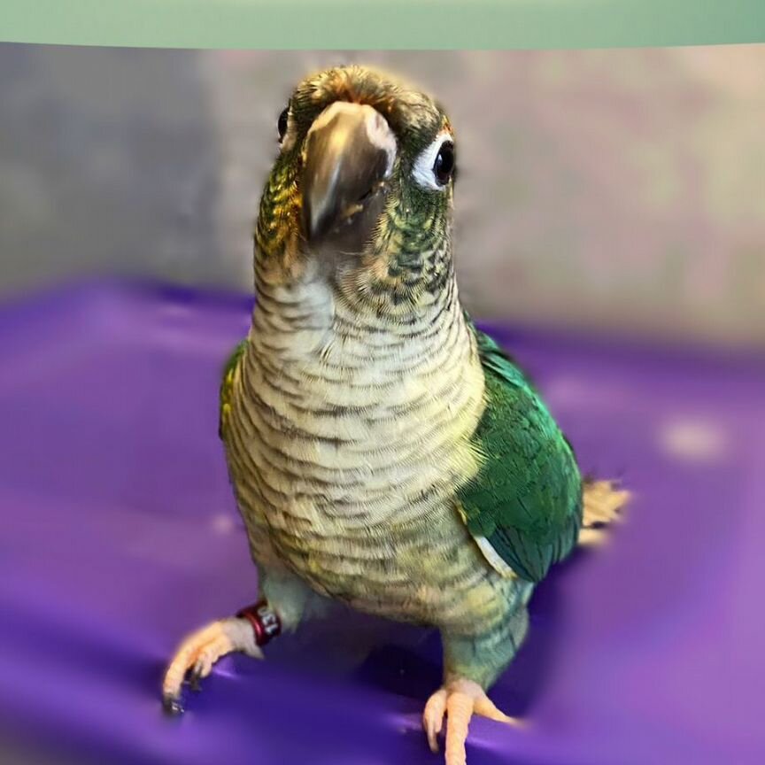 Попугай пиррура