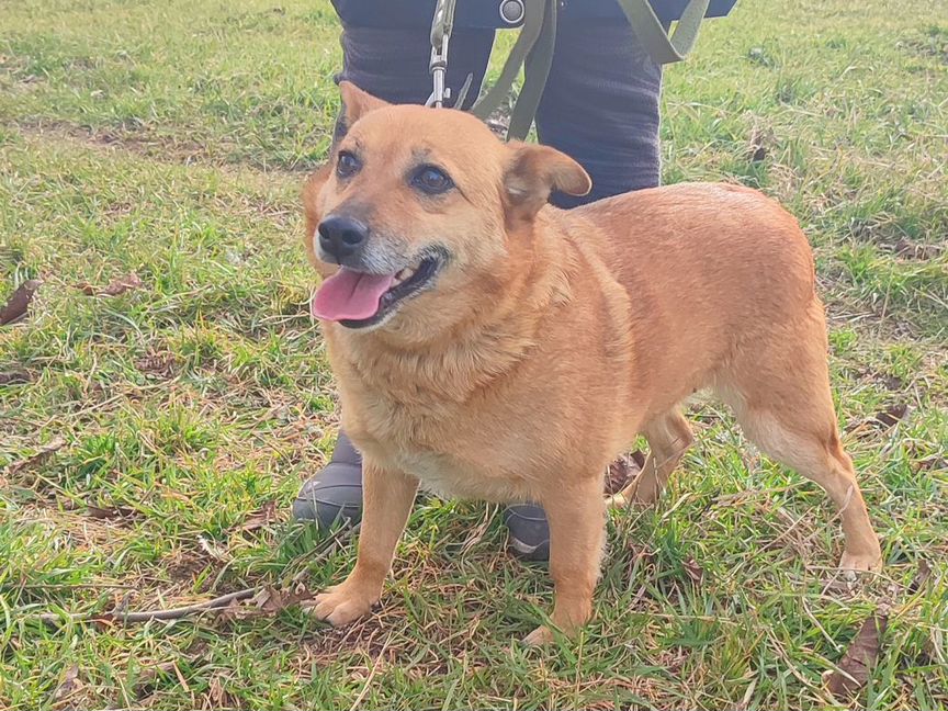 Отдаю собаку в добрые руки