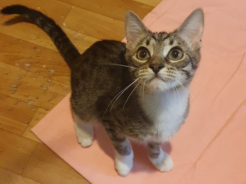 Котёнок-шпротик в добрые руки
