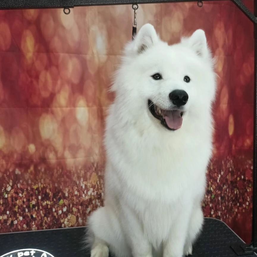 Самоедская лайка