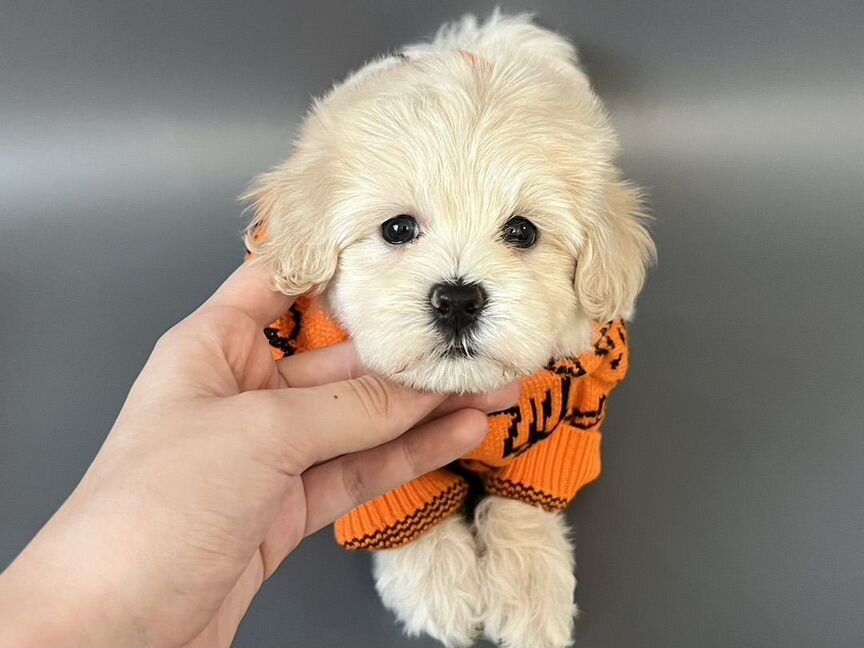 Малыш мальтипу F1 mini