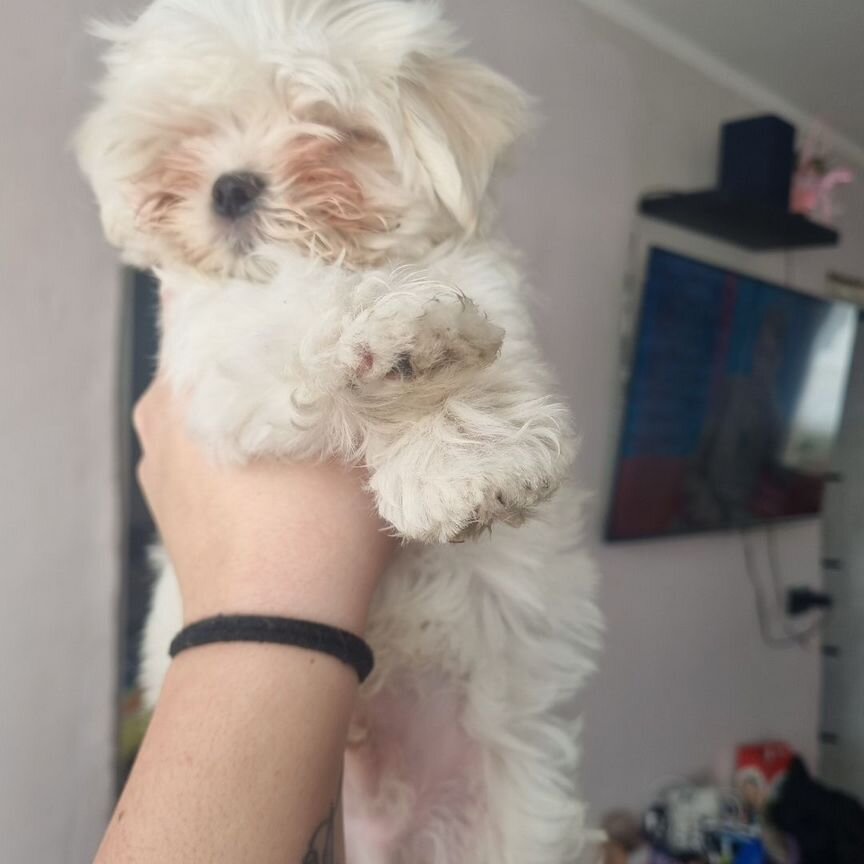 Мальтезе мини