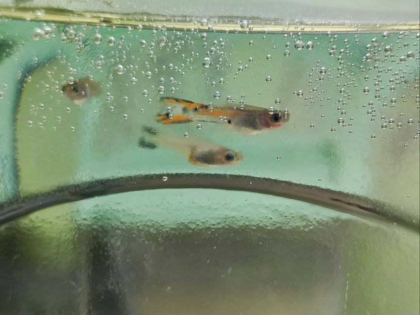 Мальки гуппи