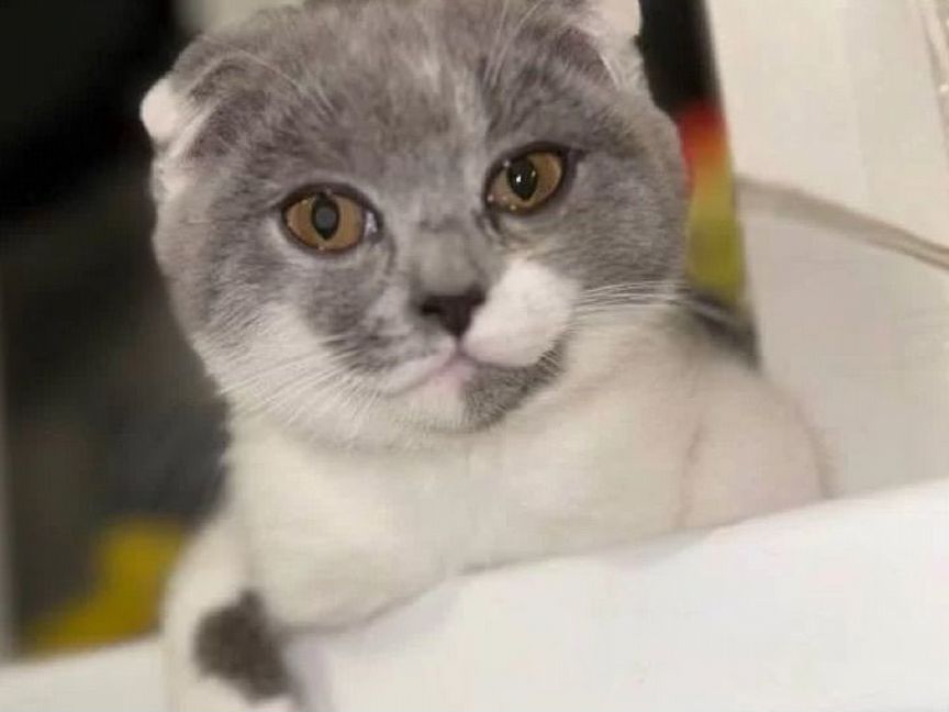 Вислоухий котенок в добрые руки