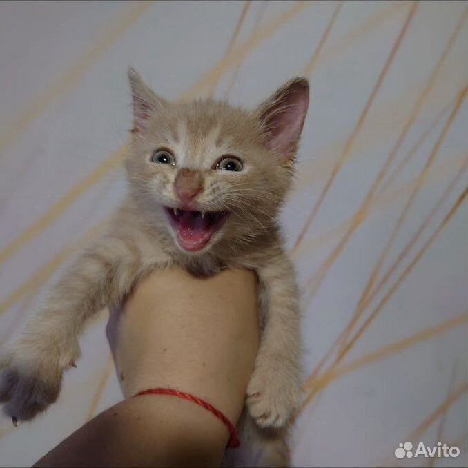 Котенок персик мальчик