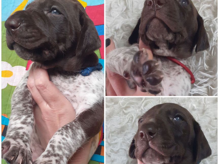 Щенки курцхаара