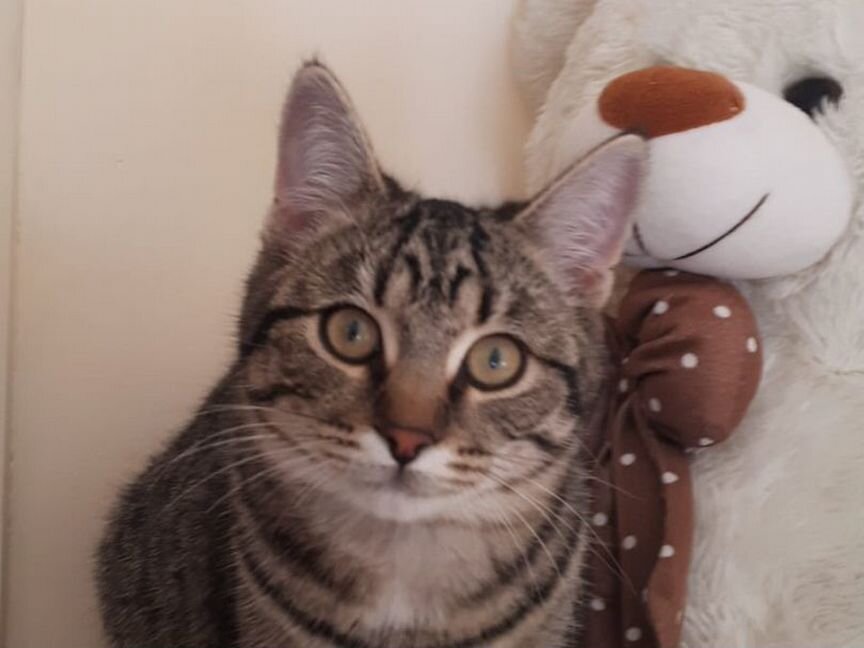 Котик добрым людям