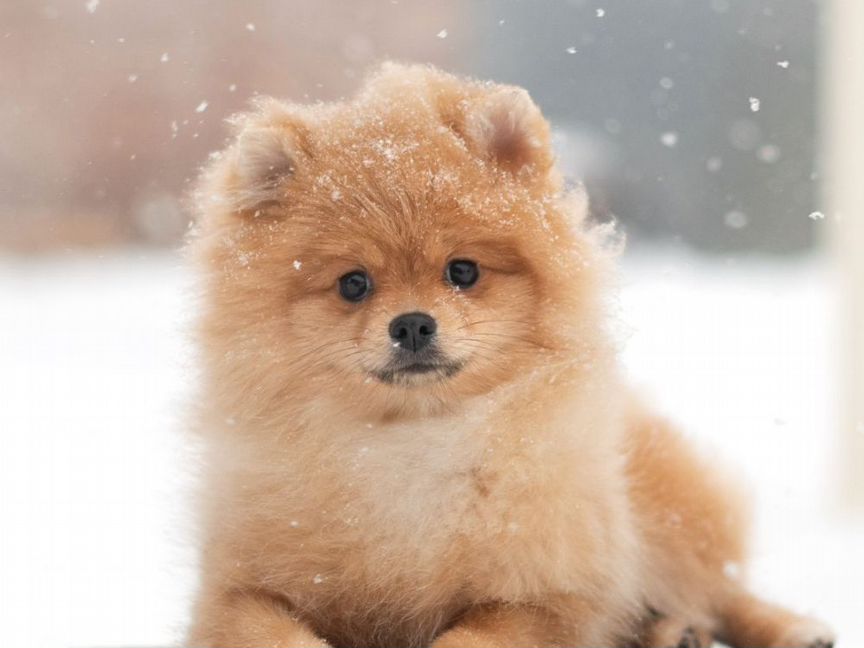 Малый немецкий шпиц девочка