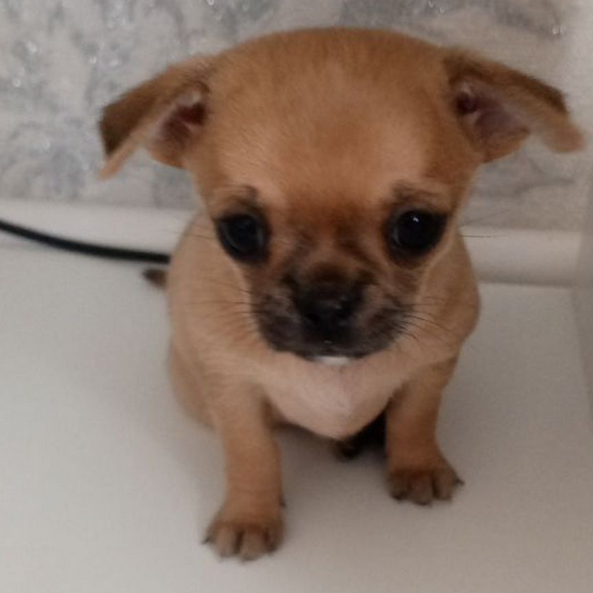 Мини щенок Чихуахуа