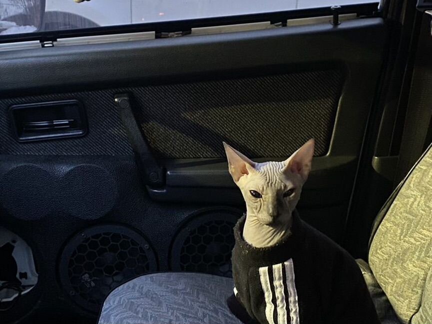 Ищем кота на вязку