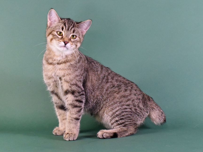 Кошка Pixie-bob