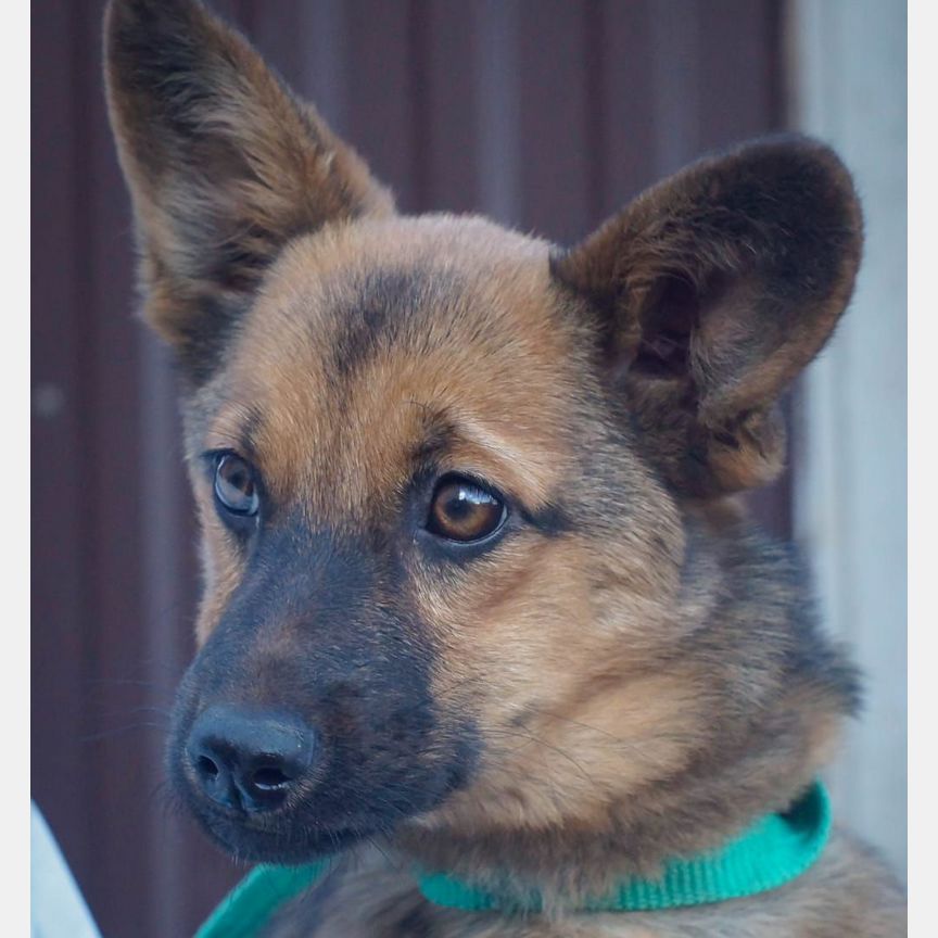 Милая собачка в добрые руки