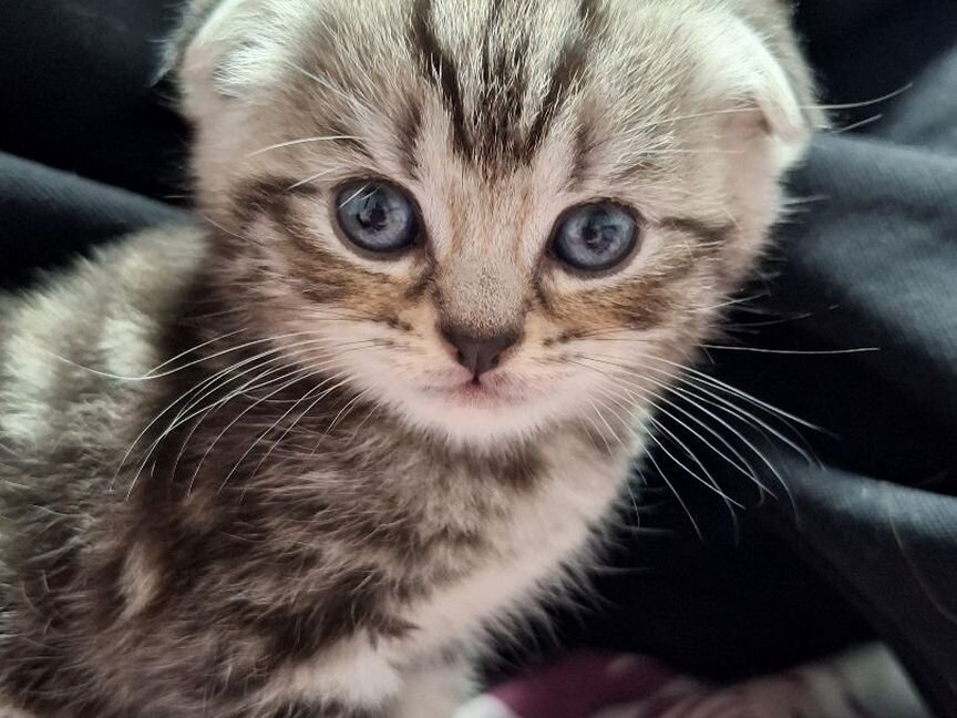 Шотландские вислоухие котята