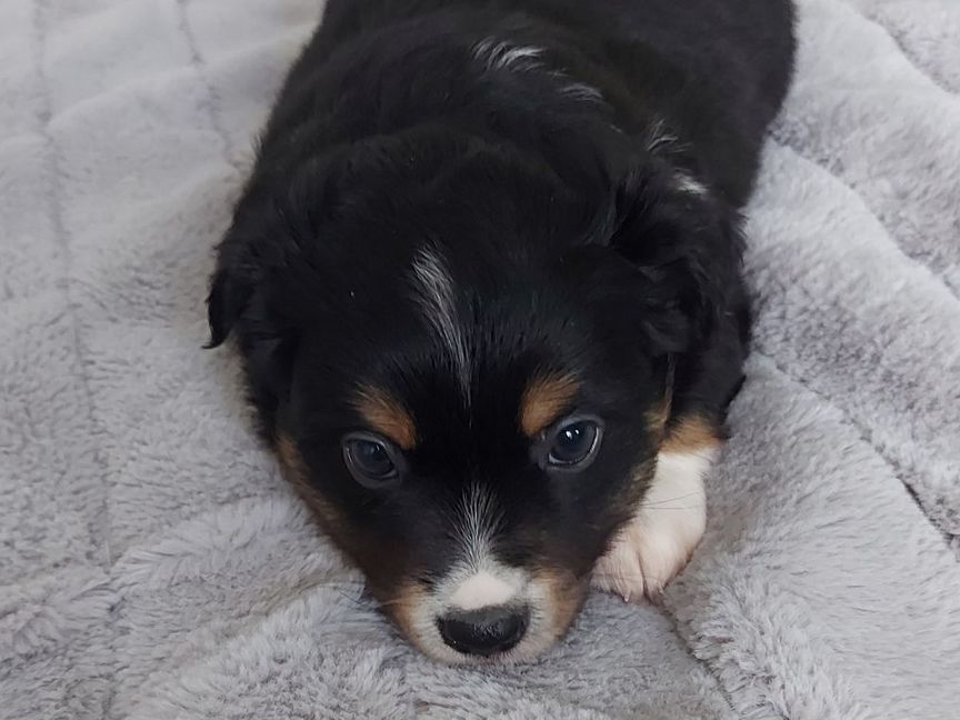 Миниатюрная американская овчарка