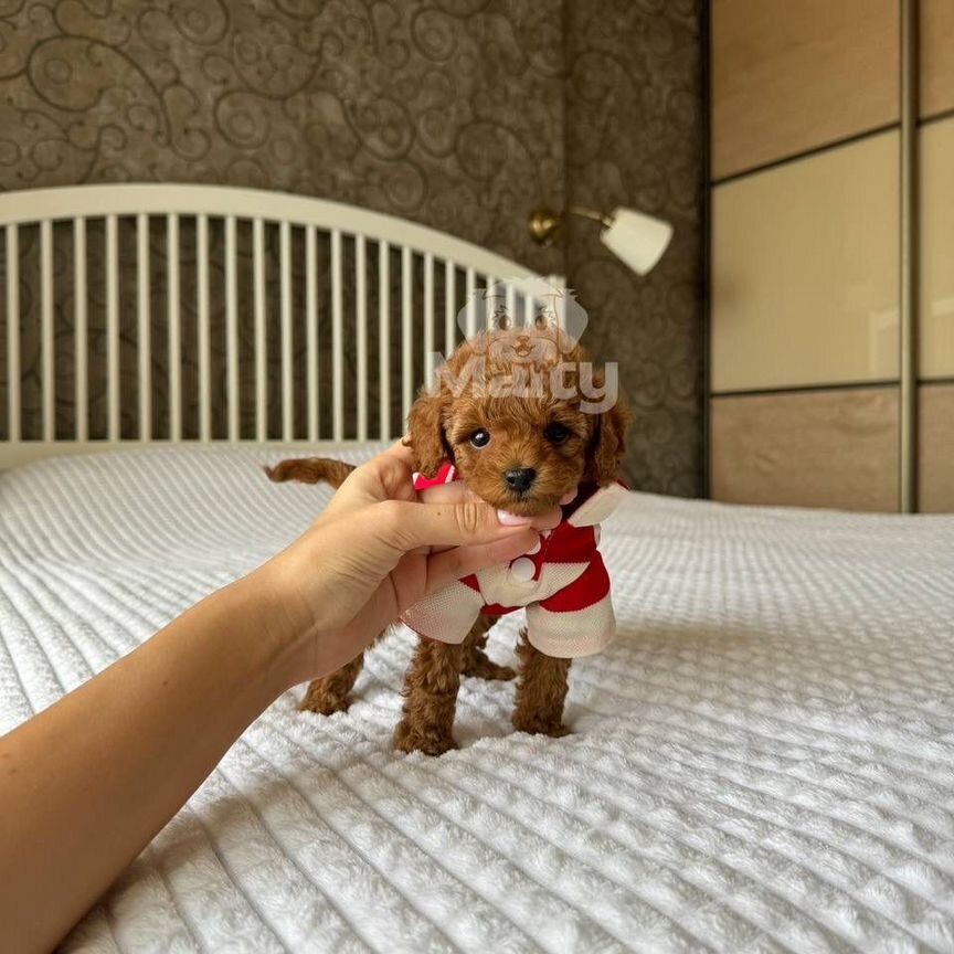 Той-пудель мини мальчик