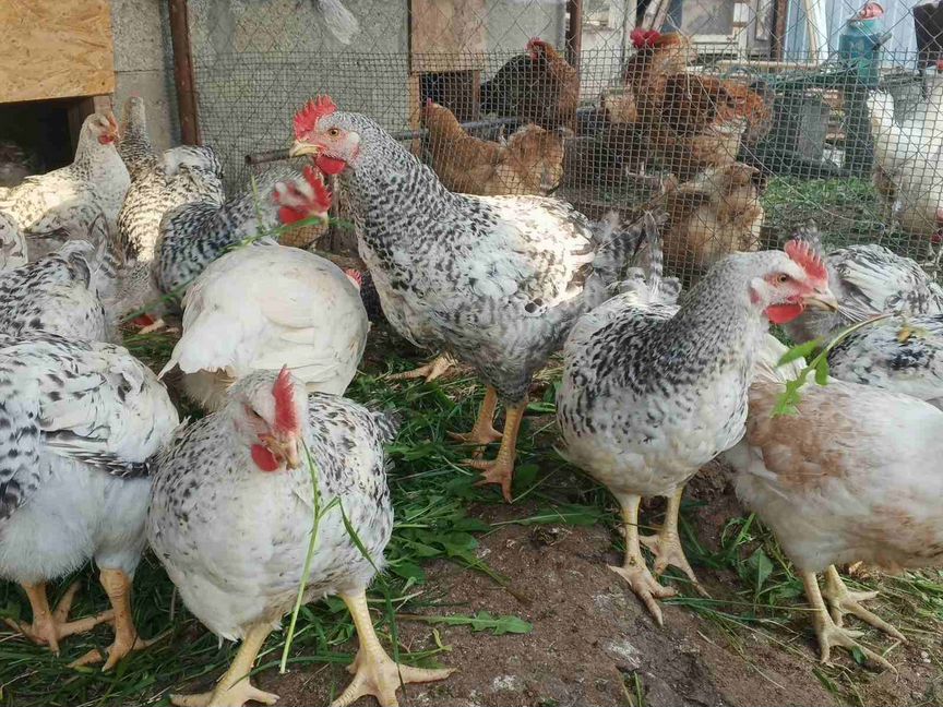 Молодые петушки