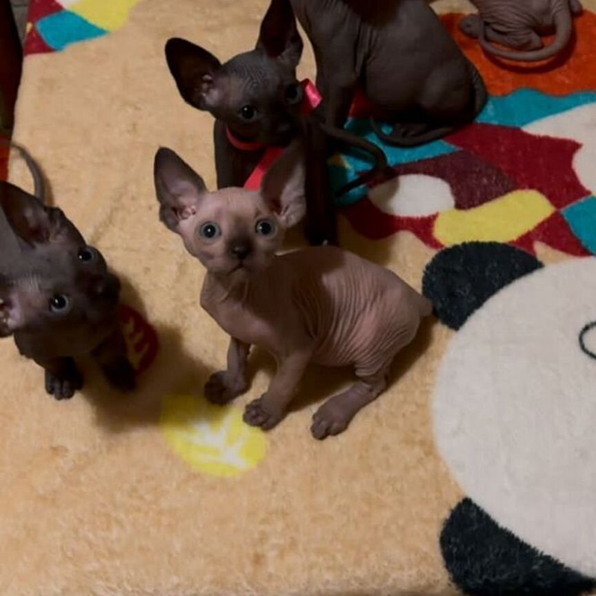 Канадский сфинкс