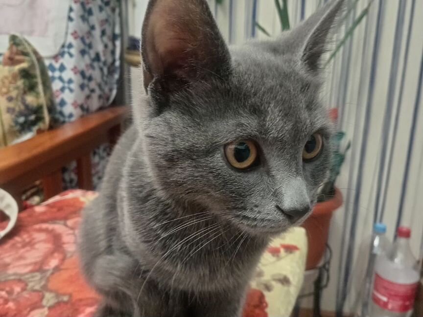 Котенок (русский голубой)