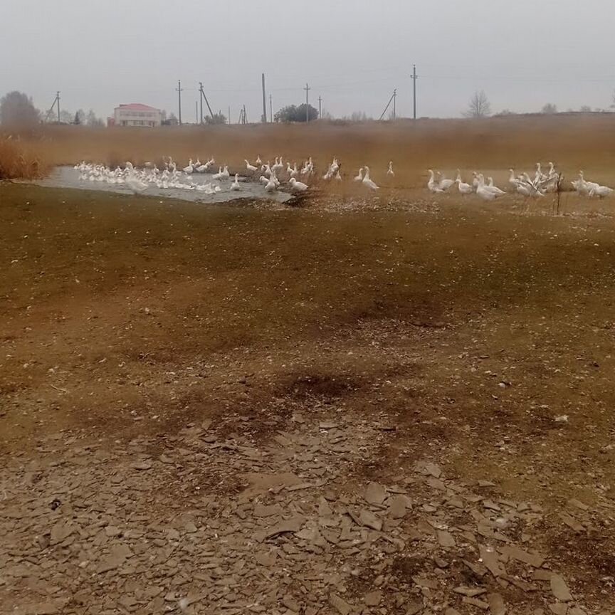 Продаются гуси порода Линда, 5 месяцев