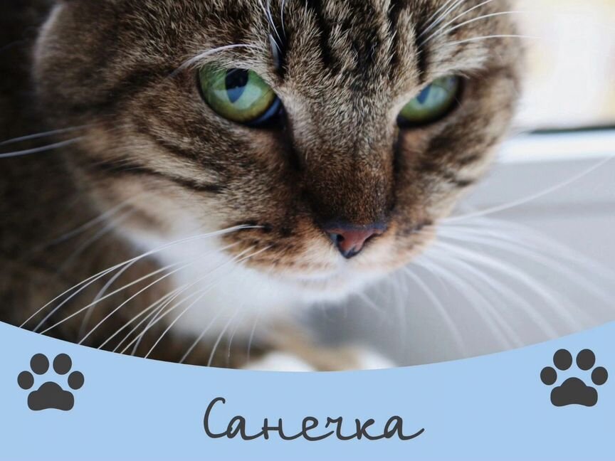 Кошка Санечка