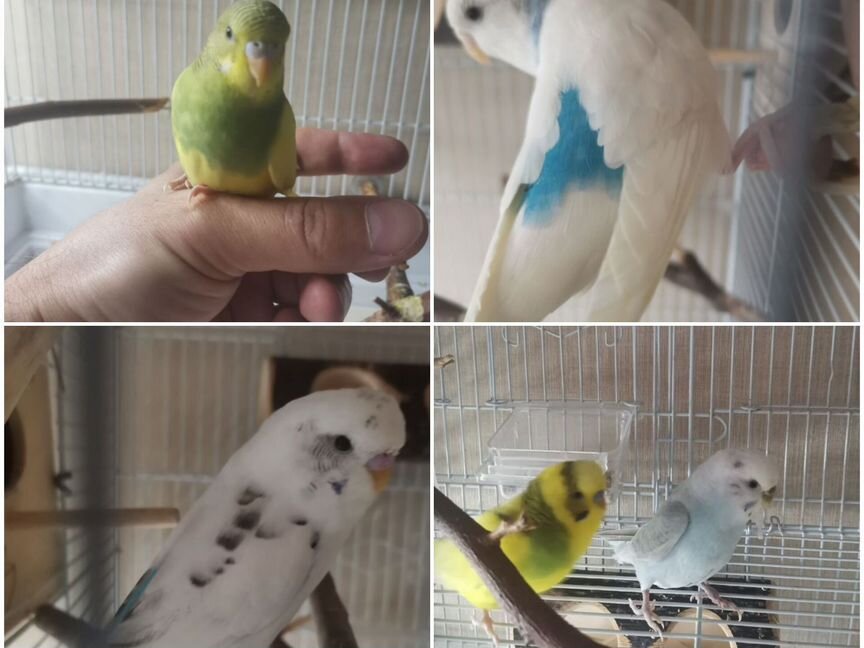 Волнистый попугай