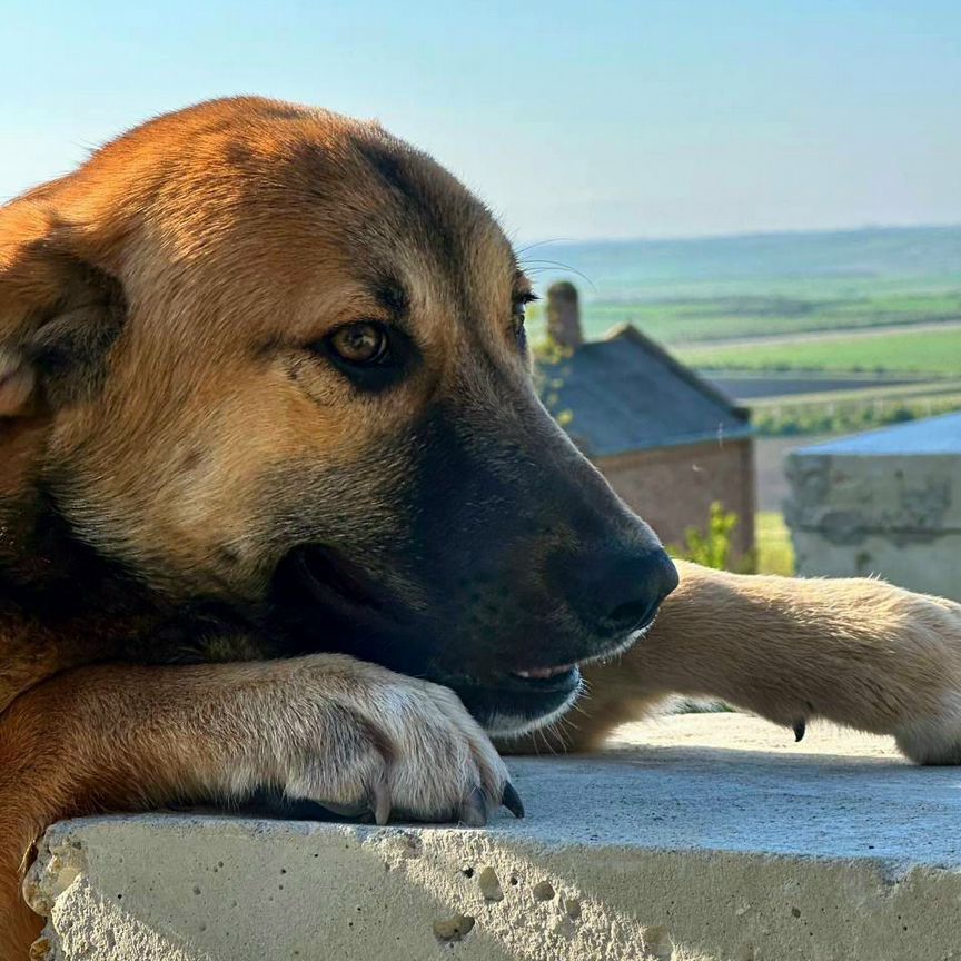 Собака кобель молодой в дар