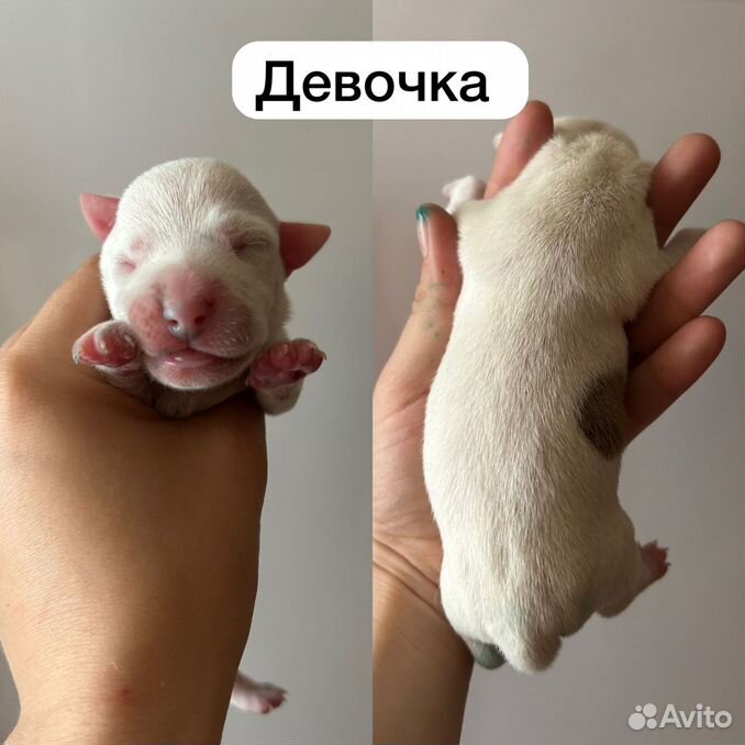 Резерв щенков Джек рассел терьер