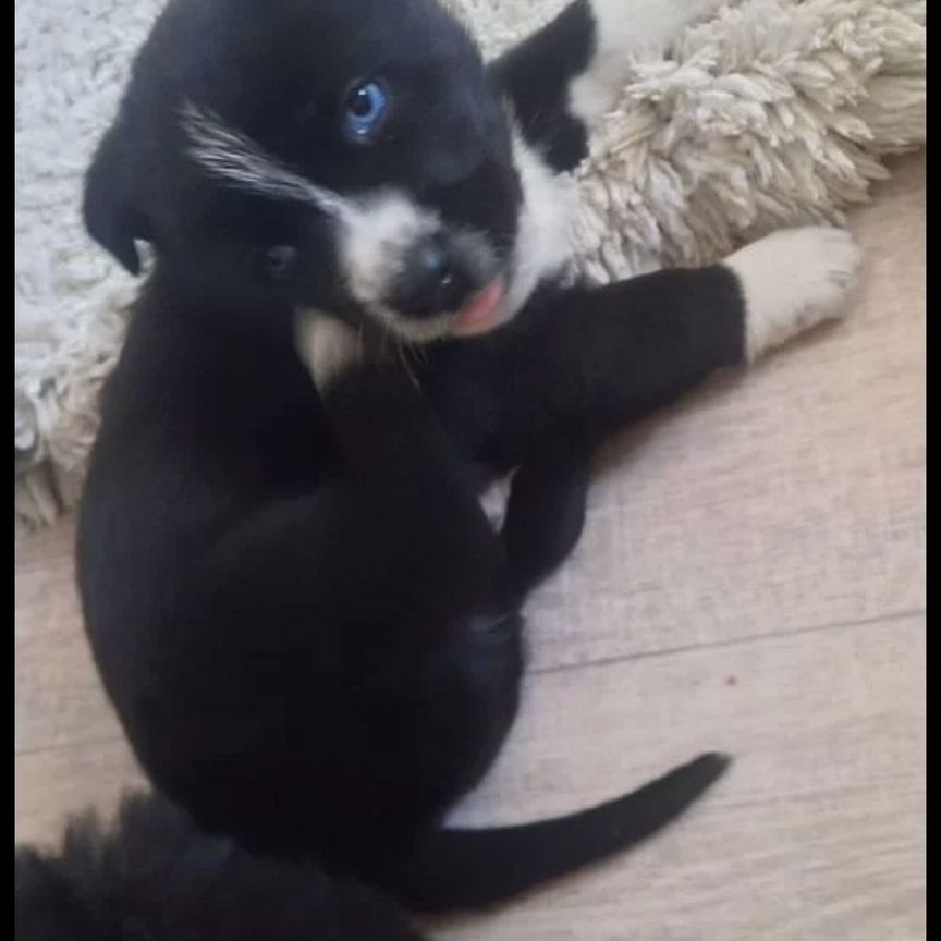 Щенок в добрые руки