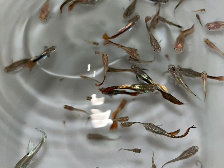 Аквариумные рыбки гуппи