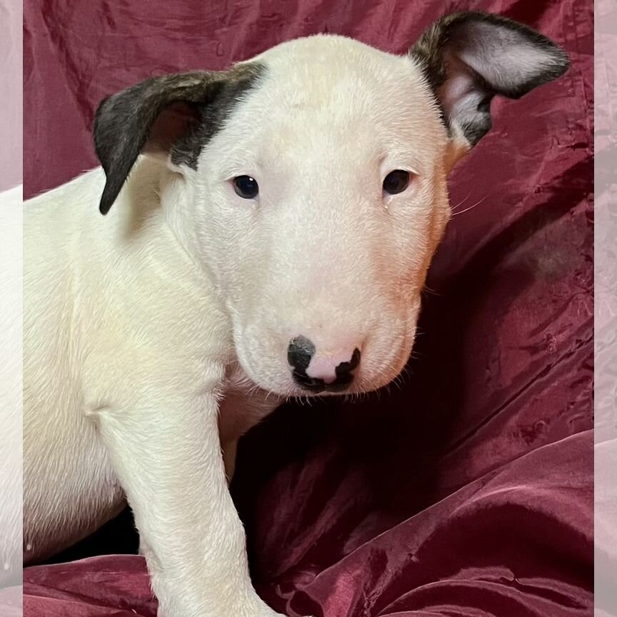 Бультерьера стандартного мальчики