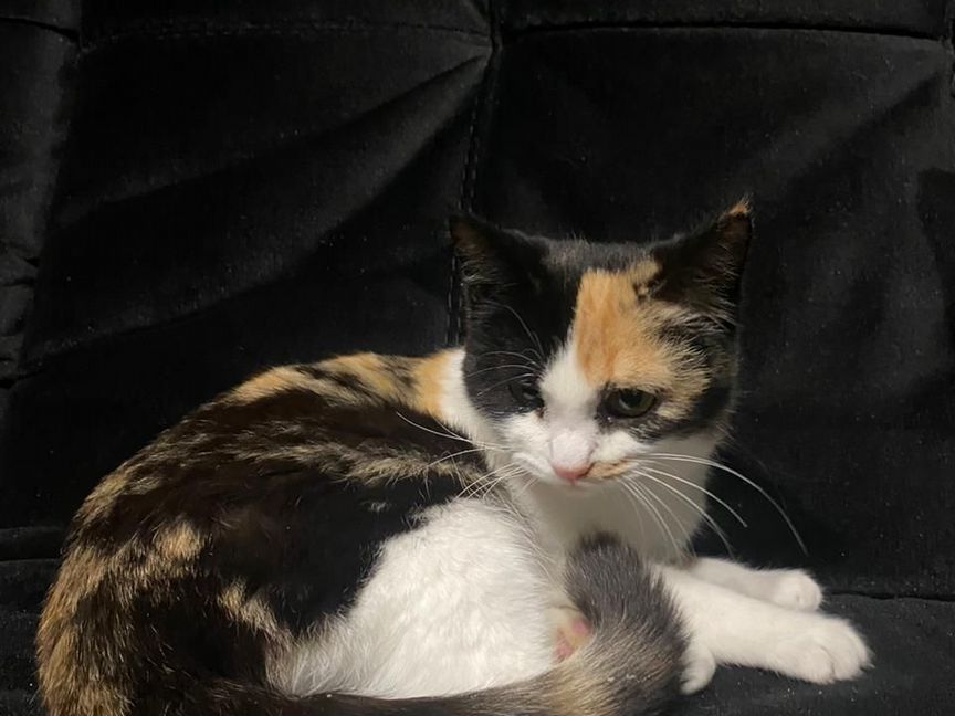 Котенок привитый зайчик