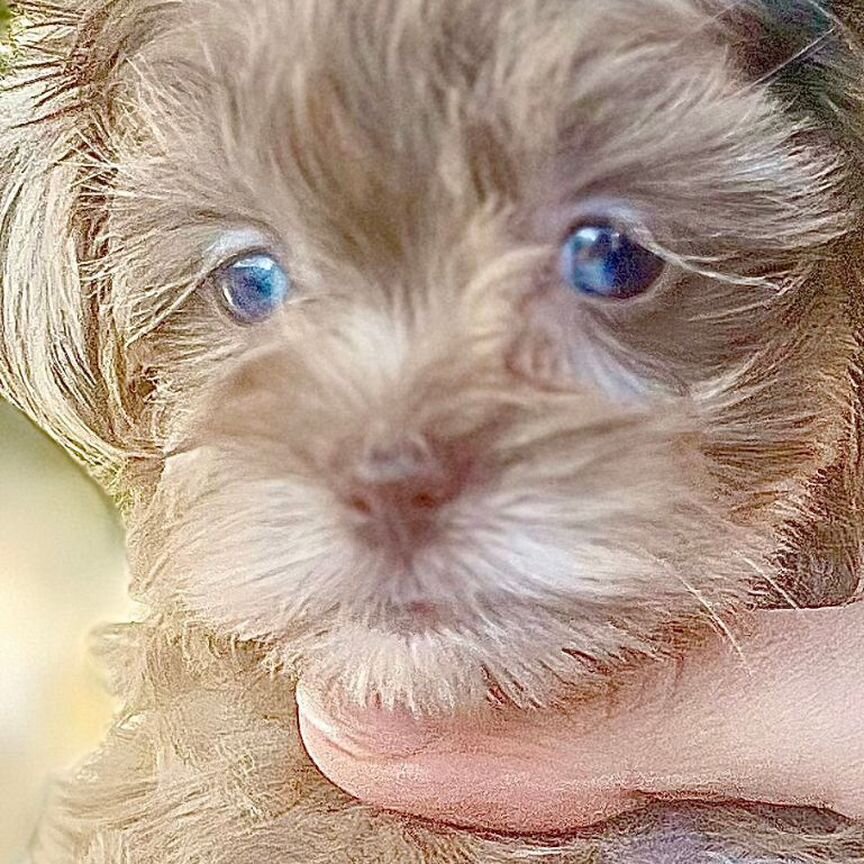 Мальтипу, щенок