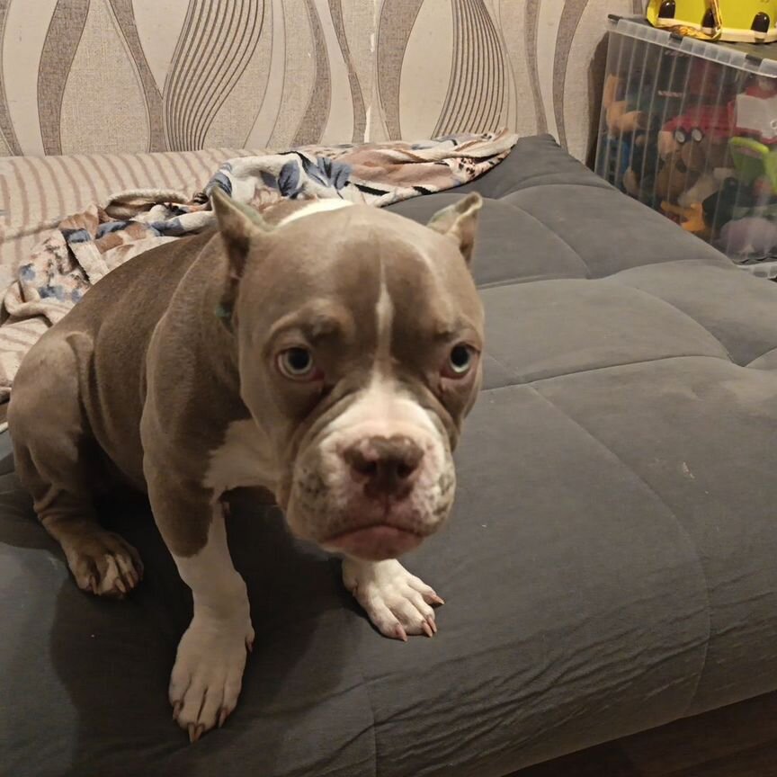 Американский булли, щенок