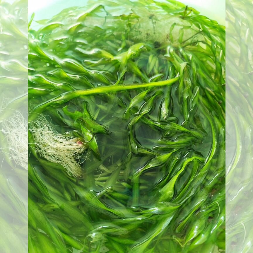 Водоросли для аквариума