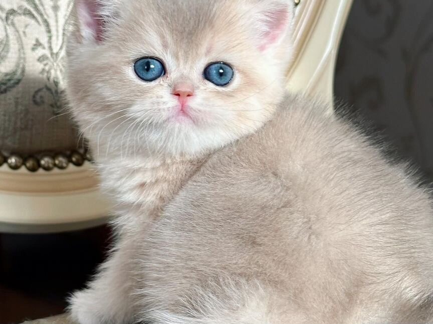 Британский котенок