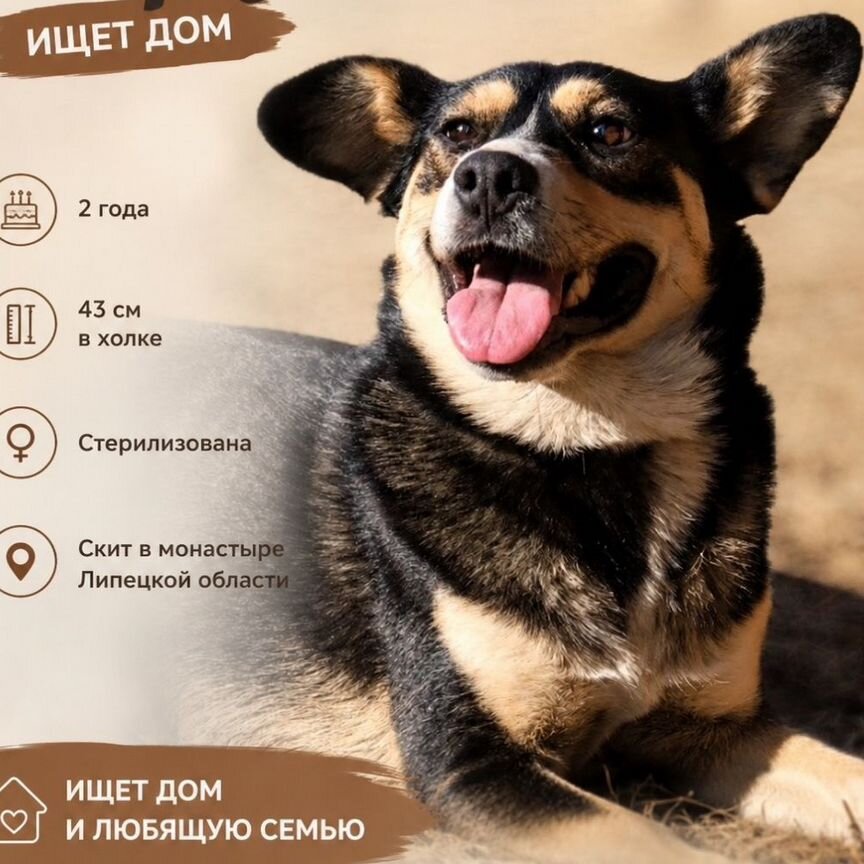 Взрослая собака в добрые руки