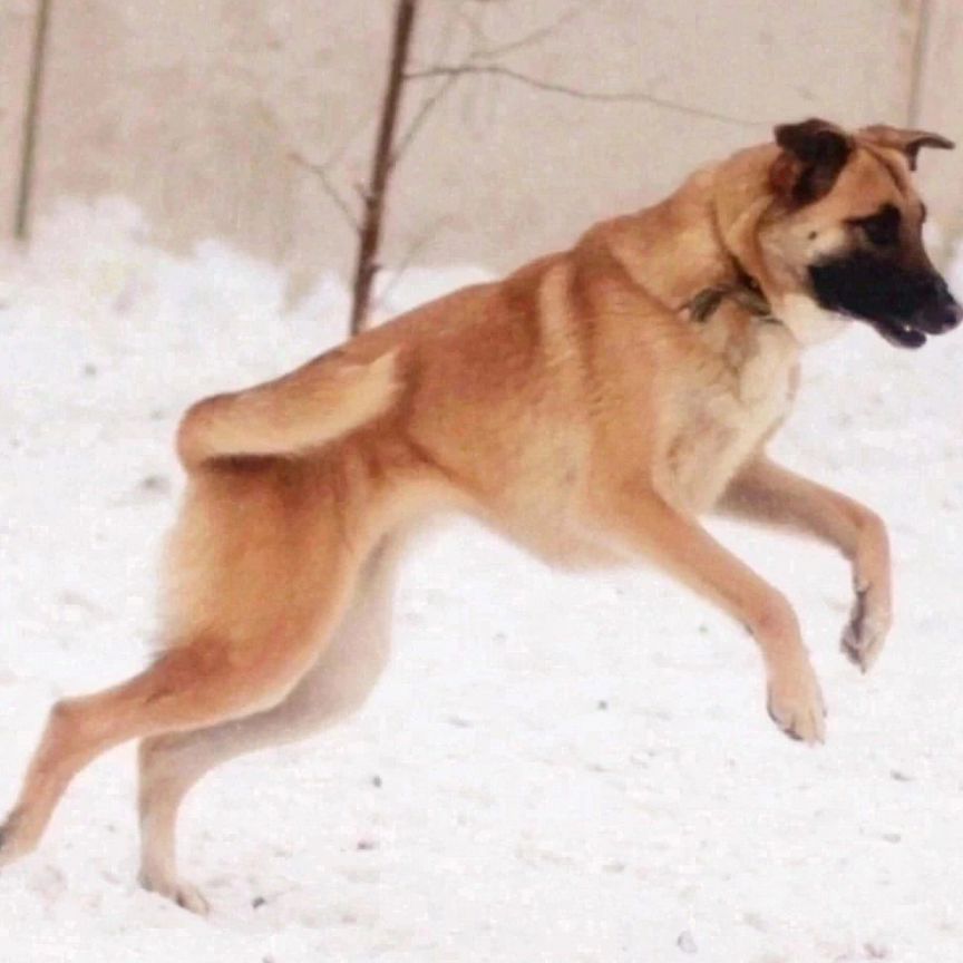 Взрослая собака в добрые руки