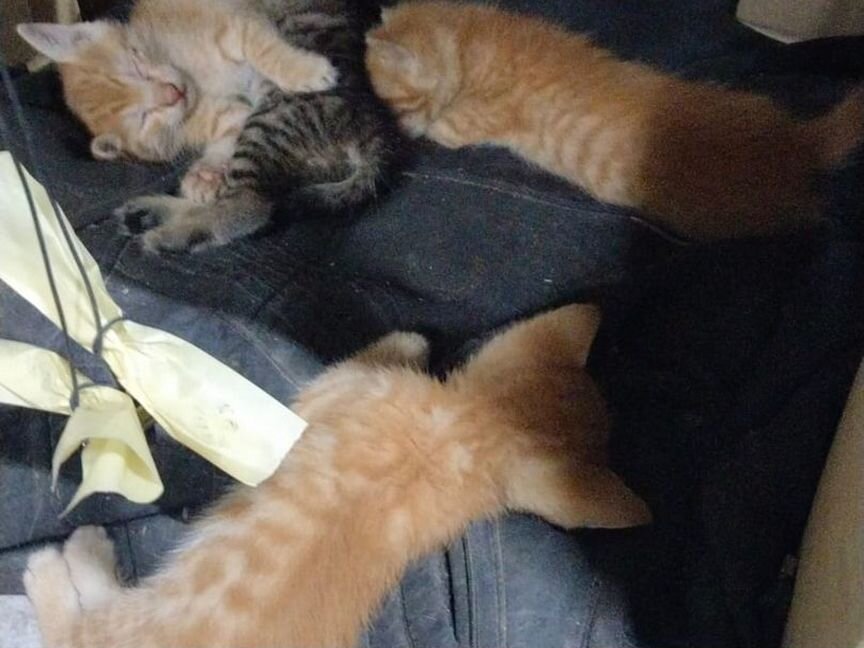 Котята крысоловы