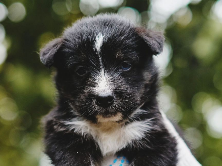 Нарядный щеночек, 1,5 мес/приют