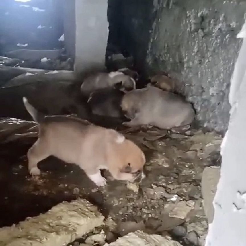 Щенок в добрые руки