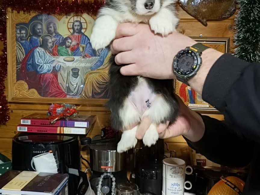 Вельш-корги-пемброк мальчики