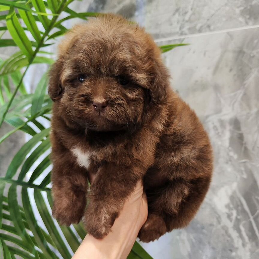 Мальтипу, щенок