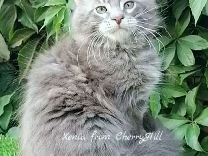 Мейн-кун кошечка от родителей чемпионов